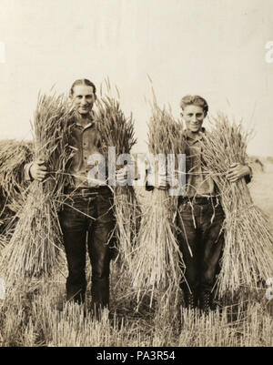 British harvesters in a western canadian wheatfield Stock Photo - Alamy