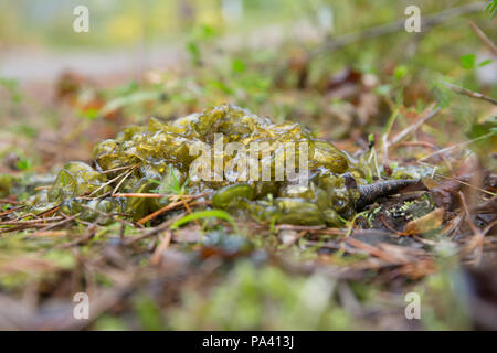 Star jelly (colonial bacteria Stock Photo - Alamy