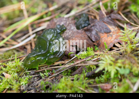 Star jelly (colonial bacteria Stock Photo - Alamy