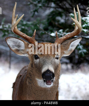 White-tail deer buck with winter camouflage Stock Photo - Alamy