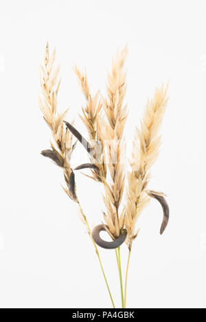 botany, fungi, ergot (Claviceps purpurea), sclerotia on rye, Germany ...