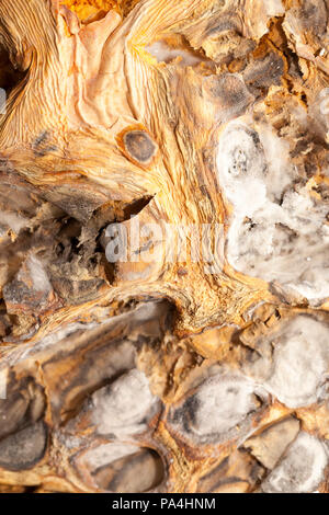 Black mold on the pumpkin. Rotten orange pumpkin. Rotten foods. Moldy ...