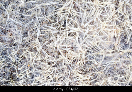 germinated wheat grains covered with mold and begin to deteriorate ...