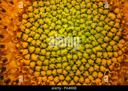 Sunflower head close up, middle part of flower Stock Photo - Alamy