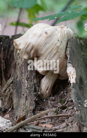 Pluteus sp. mushroom on an old stub Stock Photo - Alamy
