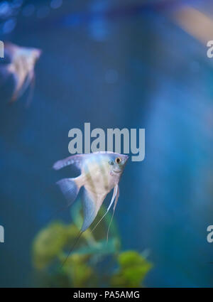 sea silver fish in a Aquarium Stock Photo - Alamy