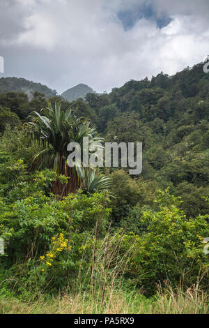 New Zealand, Te Urewera National Park - December 29 2020: the view of ...