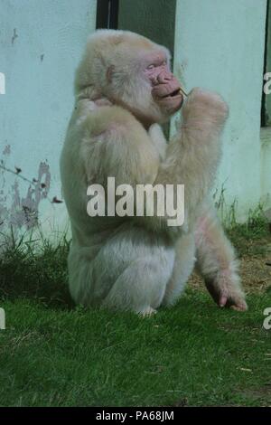 Copito de nieve, gorila albino. Zoológico de Barcelona Stock Photo - Alamy