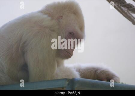 Copito de nieve, gorila albino. Zoológico de Barcelona Stock Photo - Alamy
