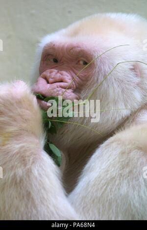 Copito de nieve, gorila albino. Zoológico de Barcelona Stock Photo - Alamy
