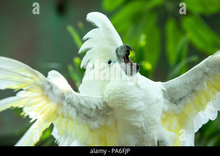 Exited white cockatoo excitedly flapping his wings and swinging his ...
