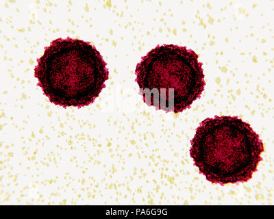 Illustration of poliovirus. Poliovirus particles (virions) are composed ...