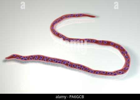 Onchocerca volvulus parasitic worm, computer illustration. O. volvulus ...
