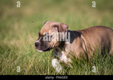 young bull playing on a beautiful sunny day Stock Photo - Alamy