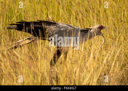 Secretary Bird (Sagittarius serpentarius) feeding young at nest, Savuti ...
