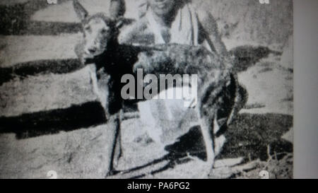 121 Malayeri dog malaipatti tamilnadu kerla border extinct indian breed ...