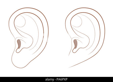 Anatomy of human ear Stock Photo - Alamy