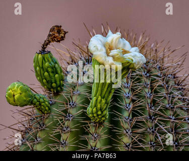 Arizona, USA. 28th May, 2018. The white waxy blossom of the giant ...