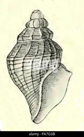 Antiguraleus ula 001 Stock Photo - Alamy