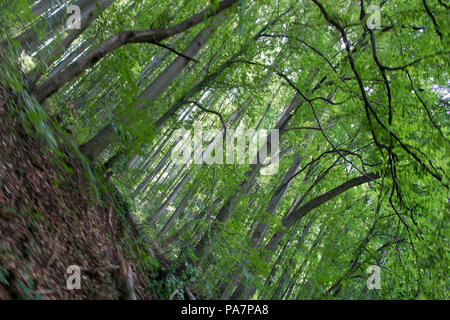 Diagonal view of a forest in the Bukk National Park in Hungary Stock ...