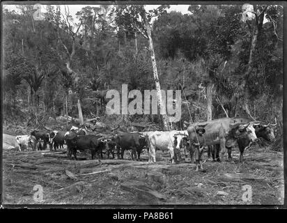 43 Bullock team hauling logs in the bush near Piha. ATLIB 278442 Stock ...