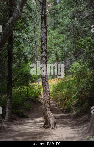 A lone tree grows tall in the center of a worn path Stock Photo - Alamy