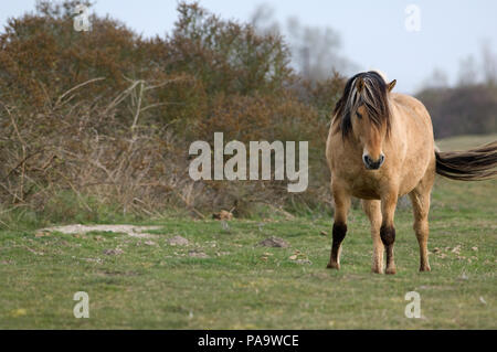 Henson - Cheval - Horse - Baie de Somme - France Stock Photo - Alamy