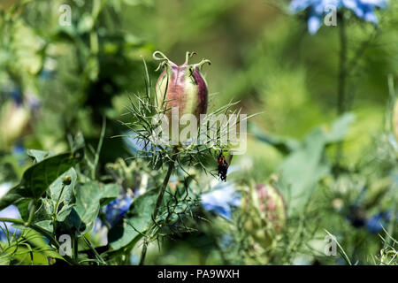 Large and inflated capsule with seeds of ragged lady (Nigella damascena ...