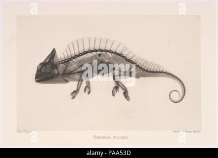 Crested Chameleon, X-ray, 1896 Stock Photo - Alamy