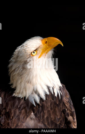 Bald Eagle side view Stock Photo - Alamy