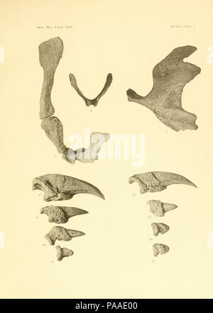 A new Mylodon (Plate 4 Stock Photo - Alamy