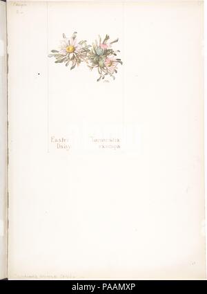 Easter Daisy, Townsendia exscapa, Margaret Neilson Armstrong, 1909–14 ...