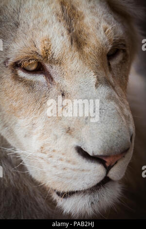 A white, albino lion resting the at the zoo paddock. Animals threatened ...