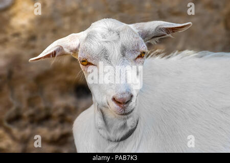 image of a pet a white goat without horns Stock Photo - Alamy