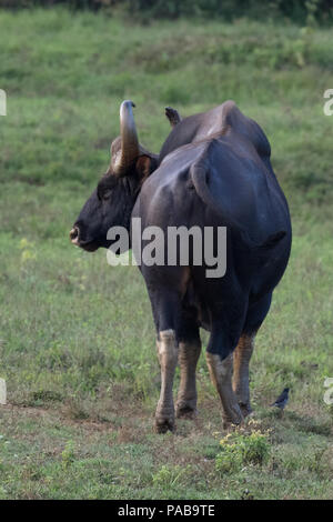 Female Gaur or Indian Bison, Bos gaurus (previously Bibos gauris Stock ...