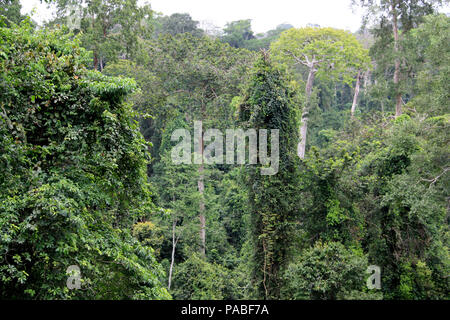 Beautiful lush green West African rain forest during amazing sunset ...
