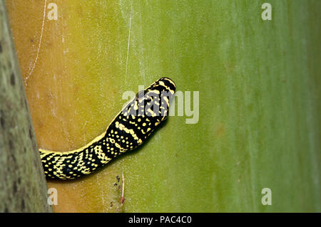 ORNATE FLYING SNAKE Chrysopelea ornata. Midly Venomous. Uncommon. Top ...