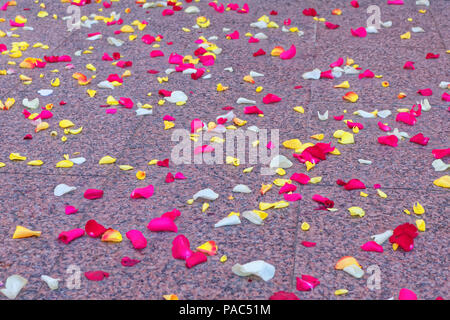 Rose petals are scattered on the floor. There is free space for your ...