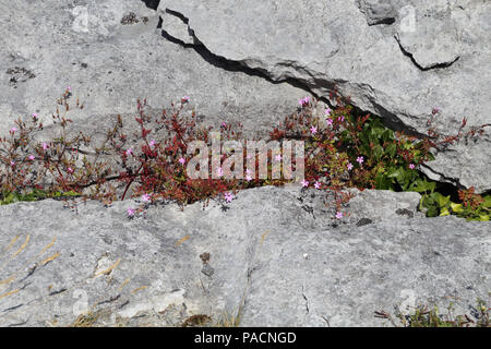 Wildflowers in the Burren. The Burren "great rock" is a region of ...