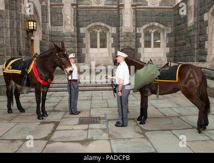 West Point’s newest Army Mule mascot, Paladin, officially reported for ...