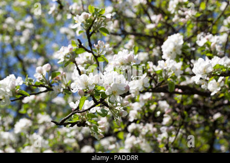 Large number of blooming Pink and white Fuchsia flowers Stock Photo - Alamy