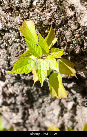 single big ash tree in meadow at spring Stock Photo - Alamy