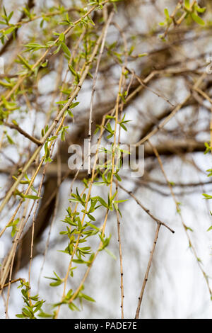 A closeup of long thin tree branches in nature under shining sunlight ...