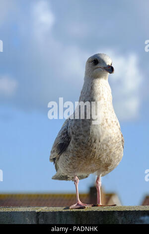 The juvenile Herring Gull is a mottled brown until its first moult in ...
