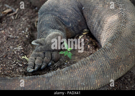 Komodo Dragon Foot with claws Stock Photo - Alamy