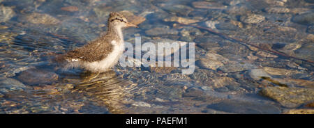 Spotted Sandpiper baby Stock Photo - Alamy
