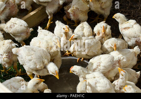 Chickens at the chicken farm in Fort Collins, Colorado Stock Photo - Alamy