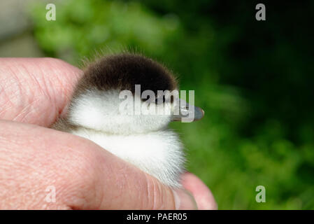 Fluffy paradise duckling cupped in caring hands Stock Photo - Alamy