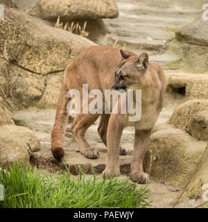 Beautiful image of Puma Concolor among rocks in colorful landscape ...