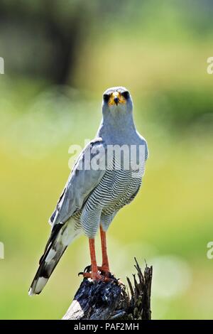 Gray-lined hawk (Buteo nitidus) from the rainforest of Cristalino, southern Amazon, Brazil Stock ...